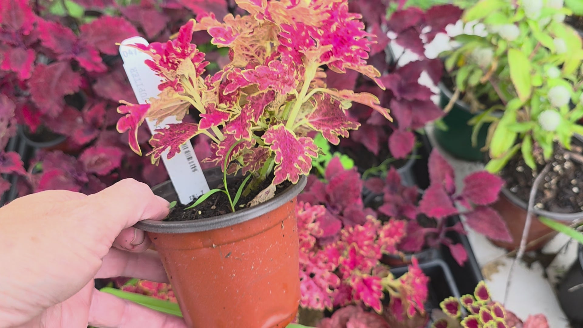 Coleus "JUPITER" – Diane's Plants
